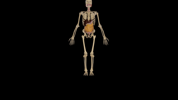 Vesalii | Student